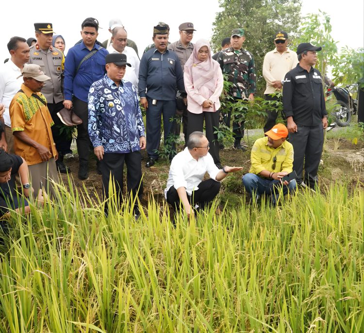 Menko Pangan Zulhas Tinjau Sawah Sekaligus Kroscek Harga Gabah Kering ...